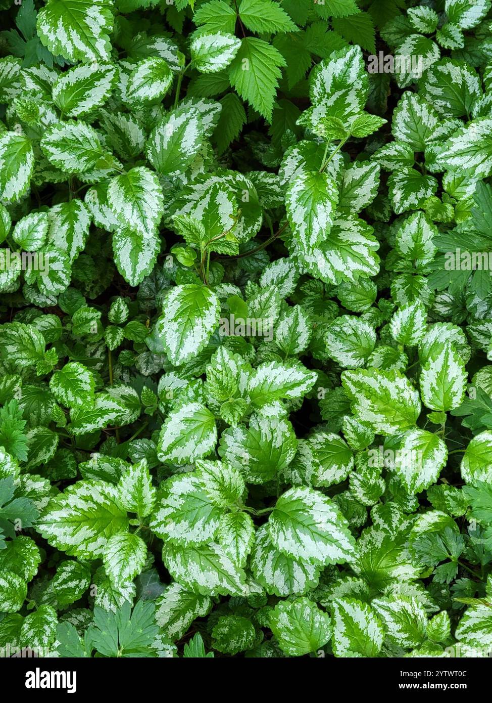 Variegated Yellow Archangel (Lamium galeobdolon argentatum Stock Photo ...