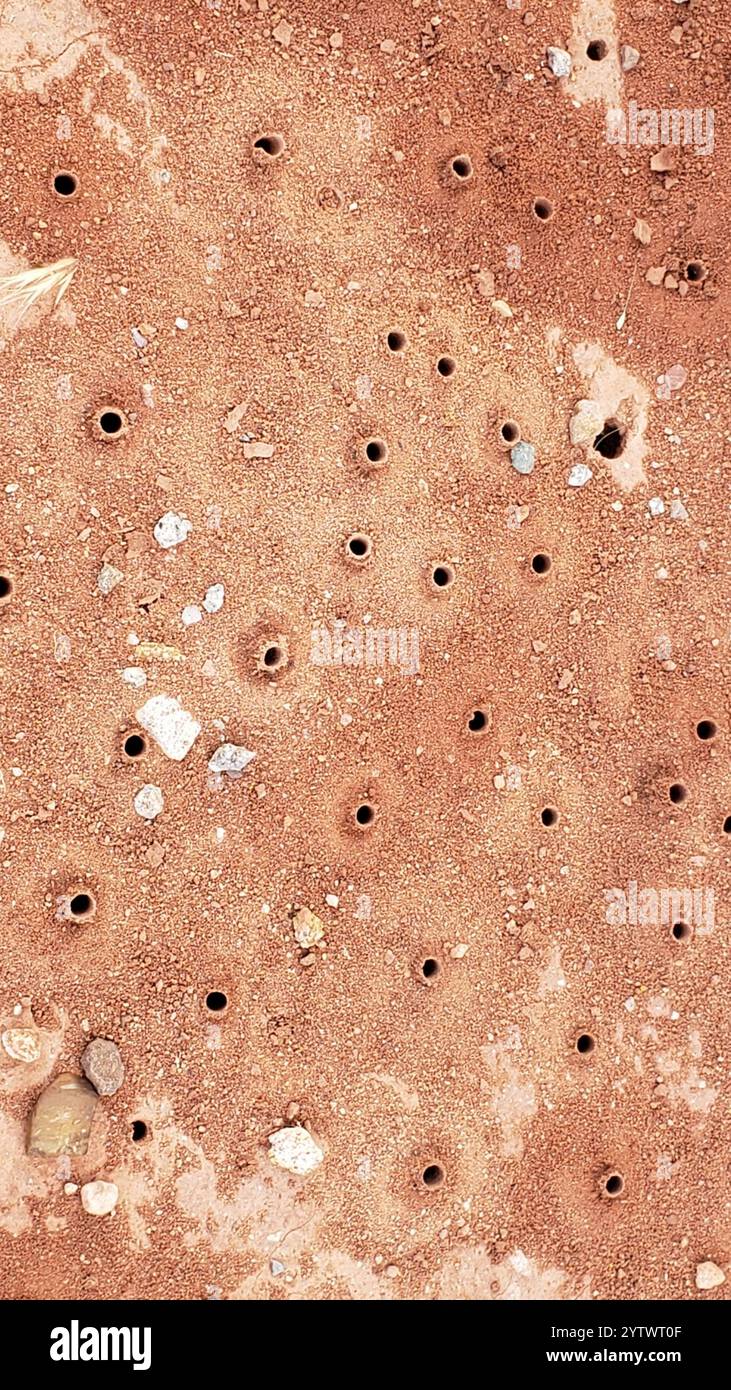 Diadasia bee hi-res stock photography and images - Alamy