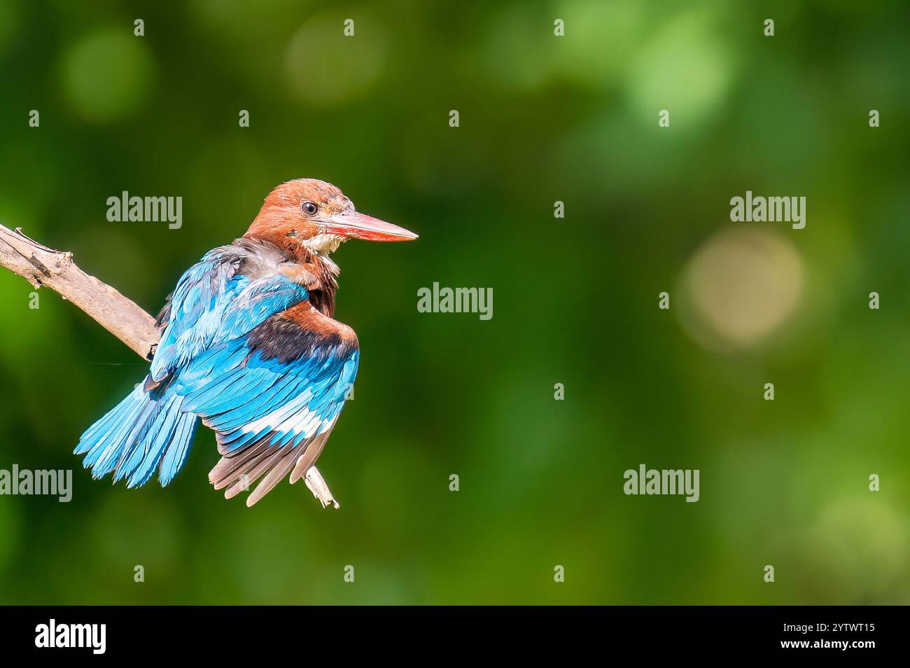 Wings of Color Stock Photo - Alamy