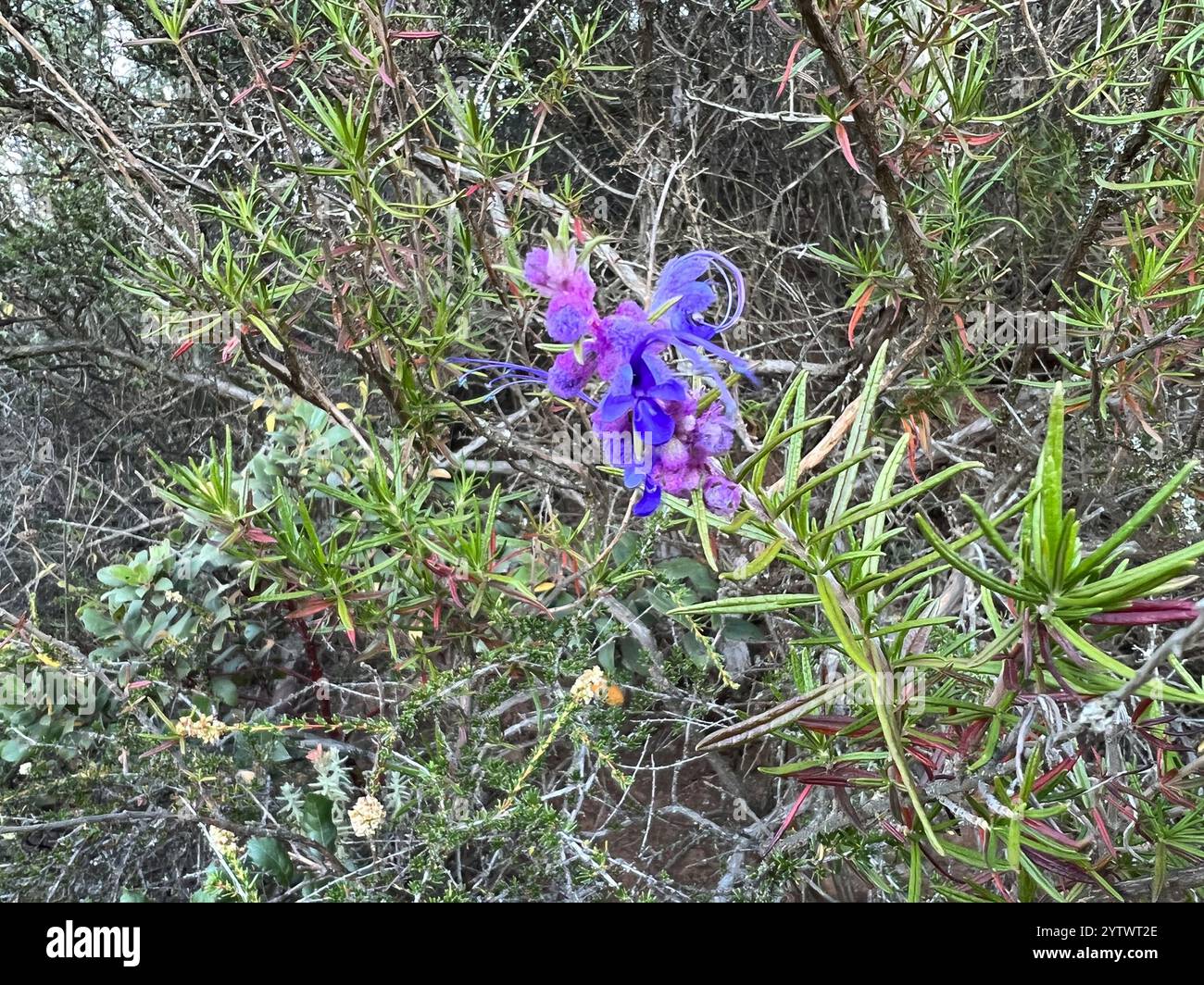 woolly bluecurls (Trichostema lanatum Stock Photo - Alamy