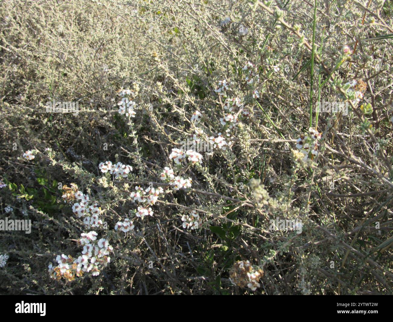 Cape Snow Bush (Eriocephalus africanus Stock Photo - Alamy