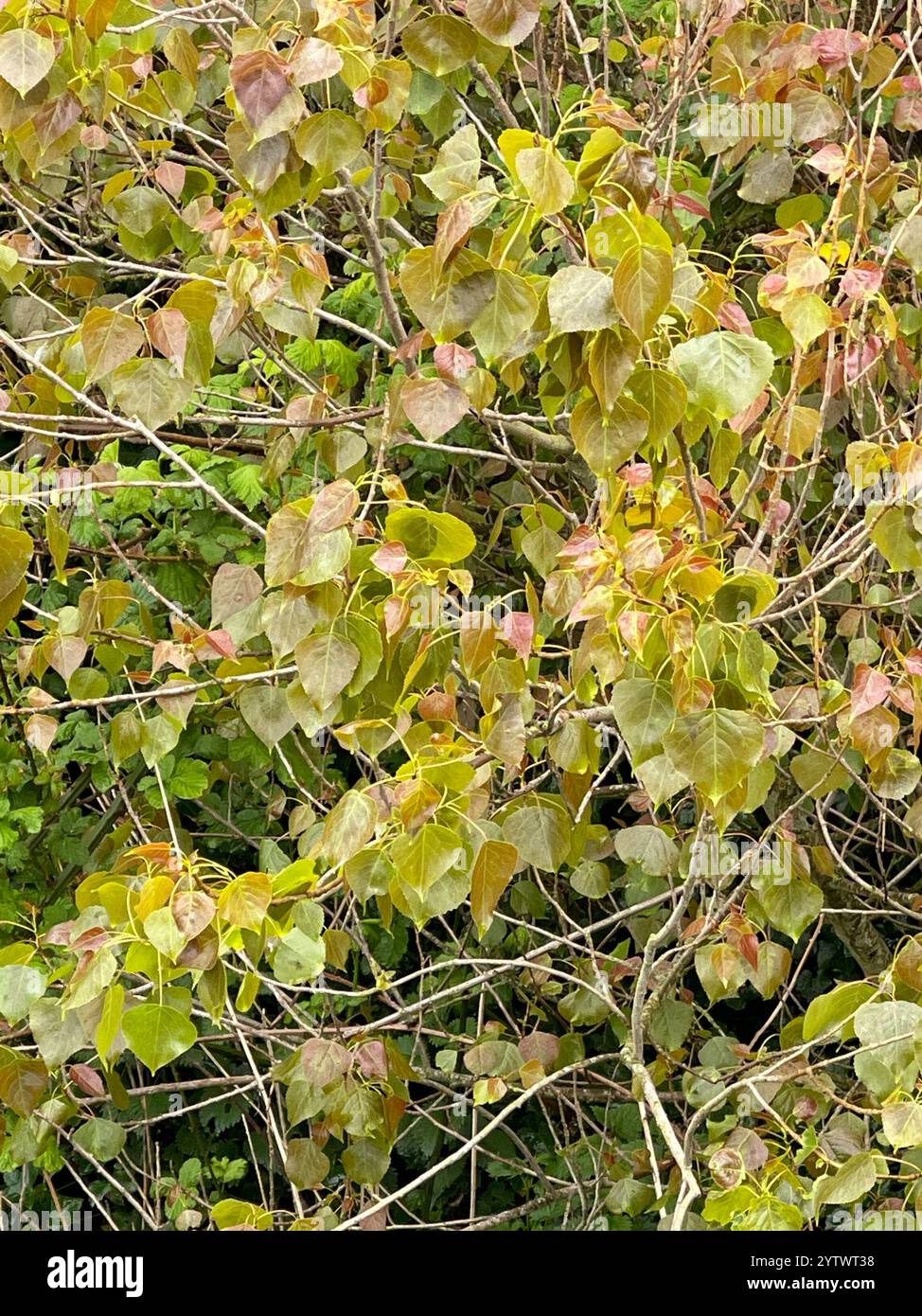 Hybrid Black-poplar (Populus × canadensis Stock Photo - Alamy