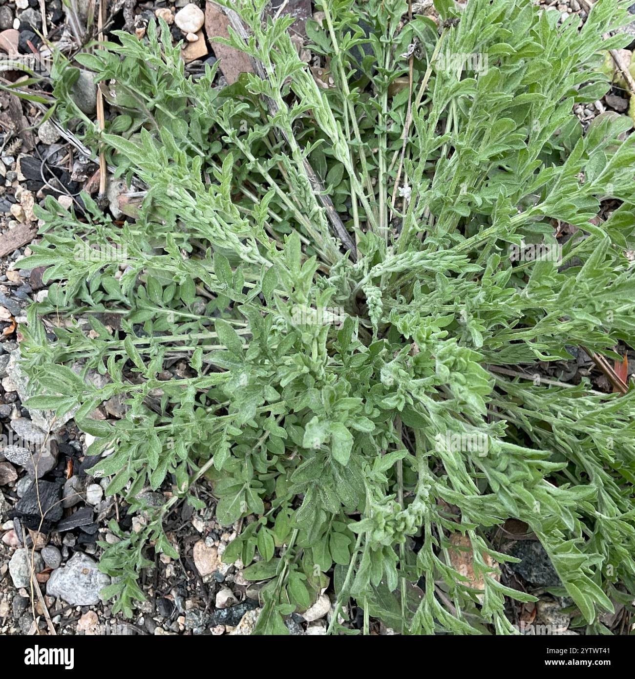 diffuse knapweed (Centaurea diffusa Stock Photo - Alamy