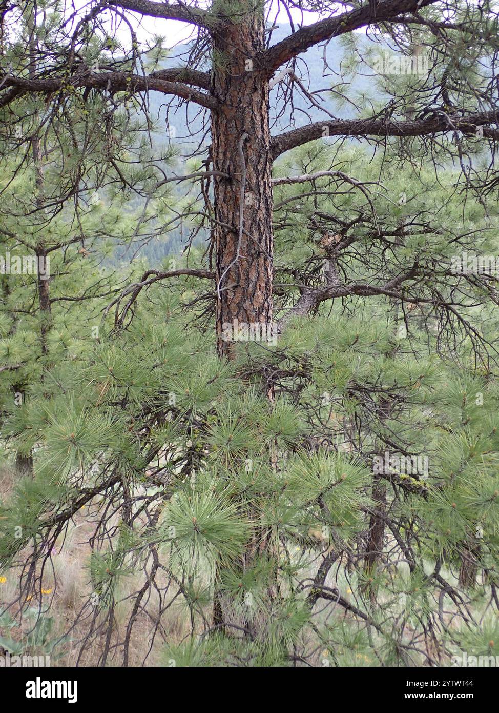 Ponderosa Pine (Pinus ponderosa Stock Photo - Alamy