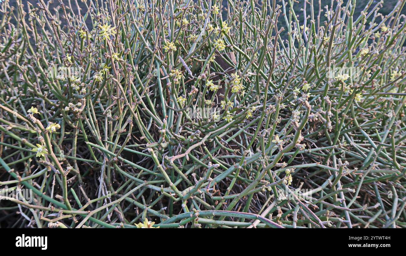 Caustic vine hi-res stock photography and images - Alamy