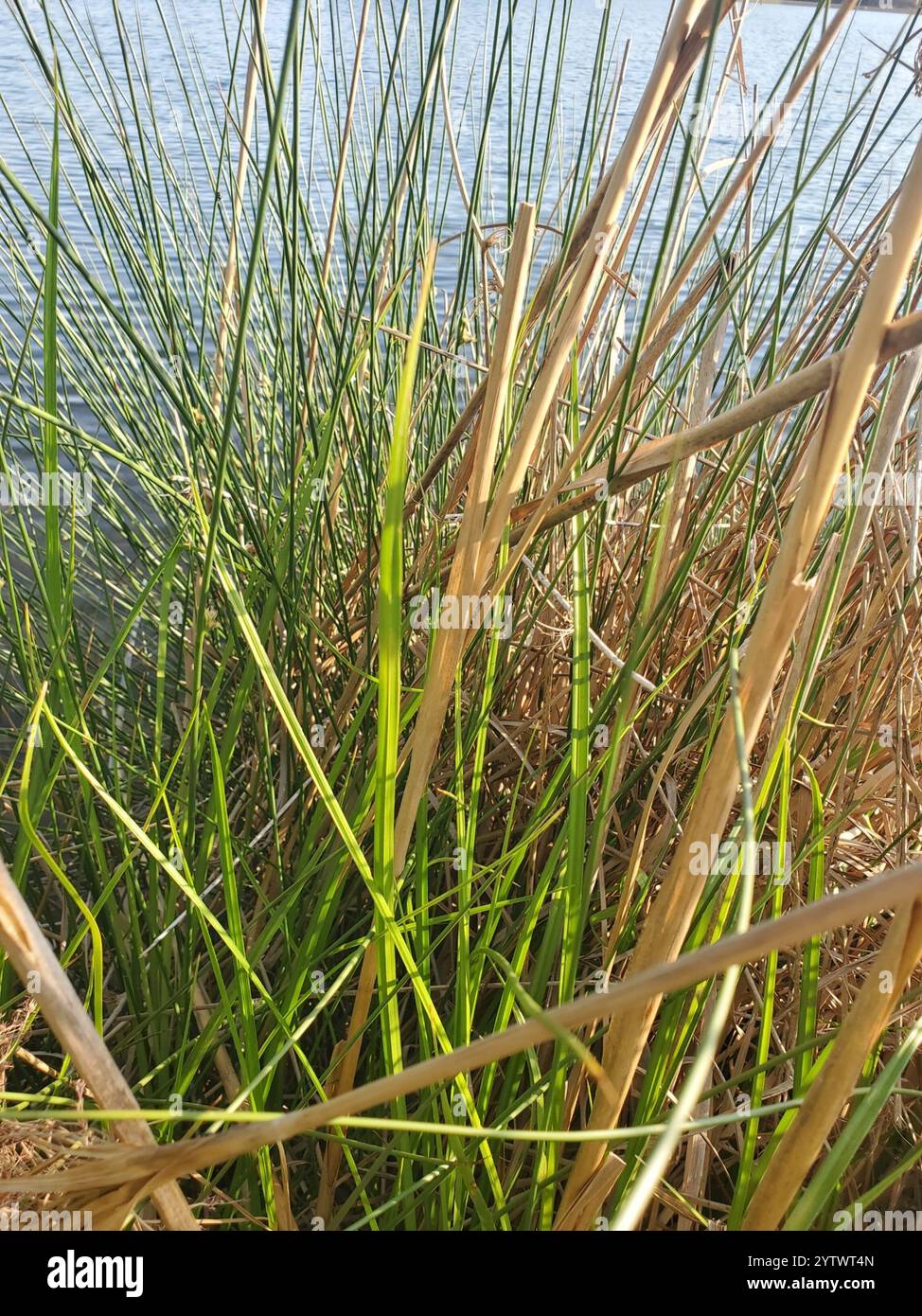 bulrushes, cattails, and allies (Typhaceae Stock Photo - Alamy
