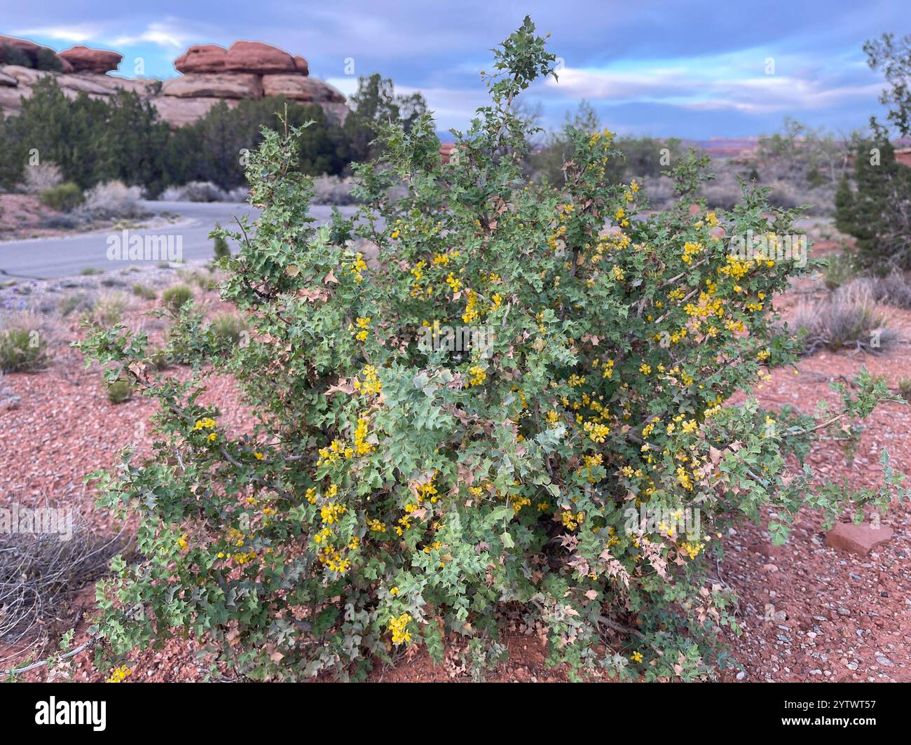 Berberis fremontii hi-res stock photography and images - Alamy