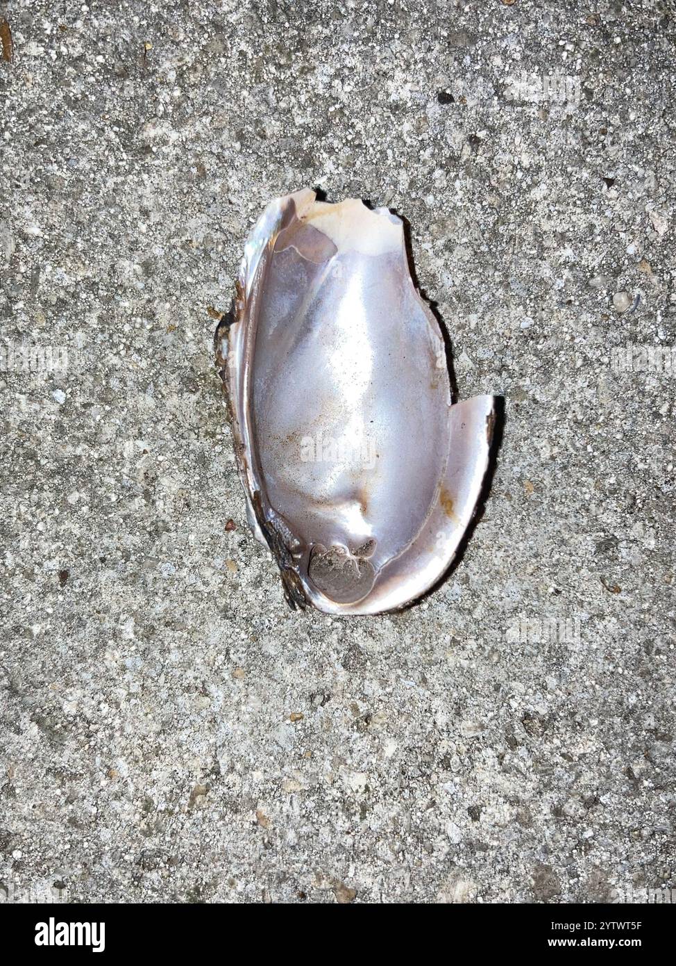 Florida Spike (Elliptio jayensis Stock Photo - Alamy