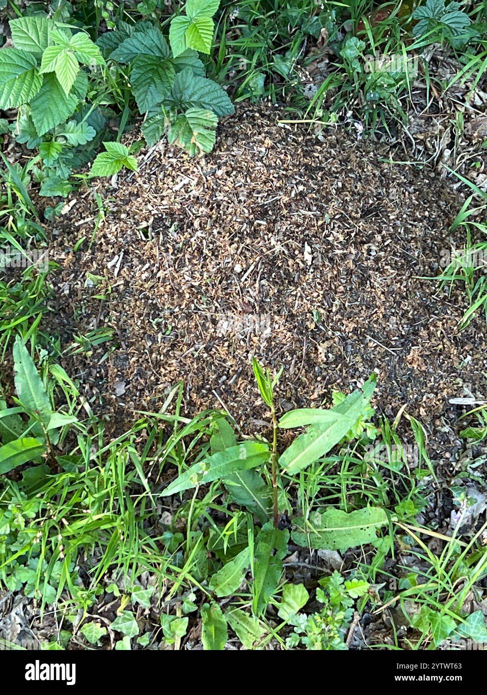 Wood, Mound, and Field Ants (Formica Stock Photo - Alamy