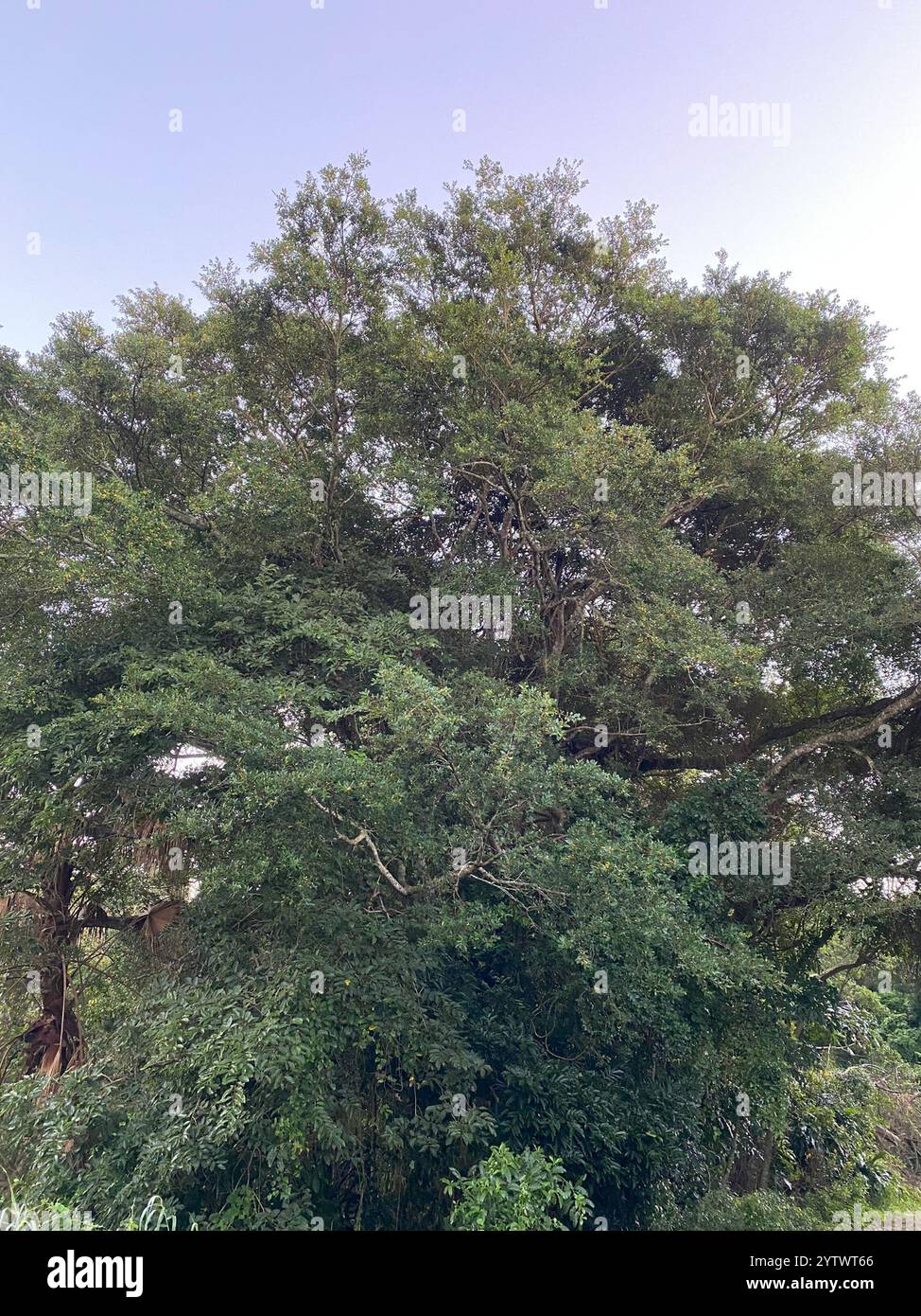 Natal fig (Ficus natalensis Stock Photo - Alamy