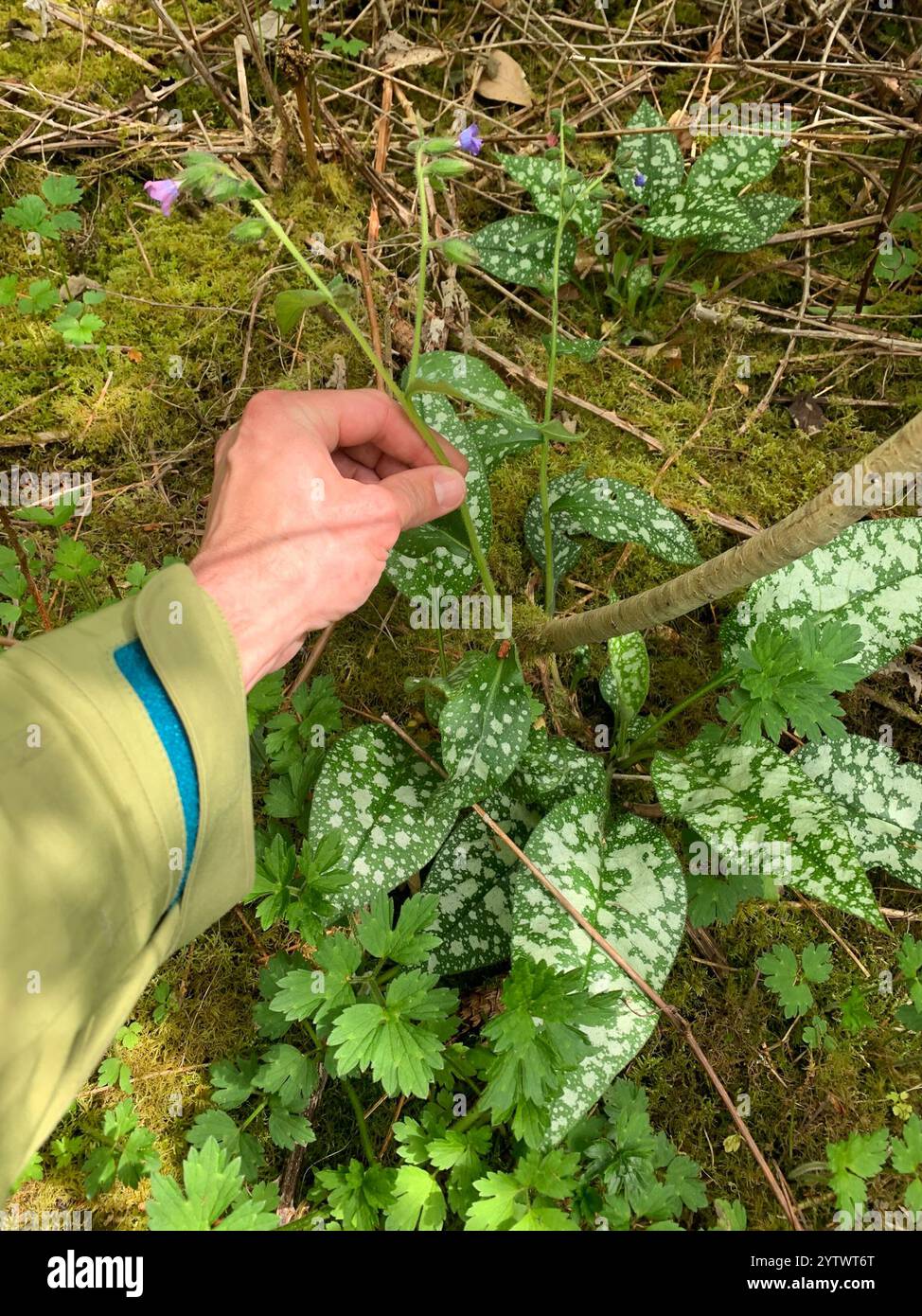 Lungwort (Pulmonaria officinalis Stock Photo - Alamy