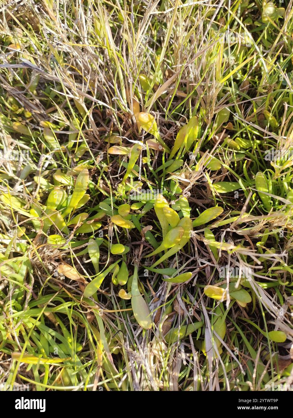 Selliera radicans hi-res stock photography and images - Alamy