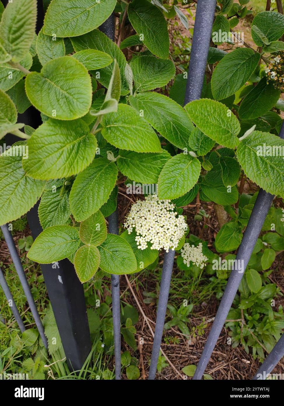 Wayfaring-tree (Viburnum lantana Stock Photo - Alamy
