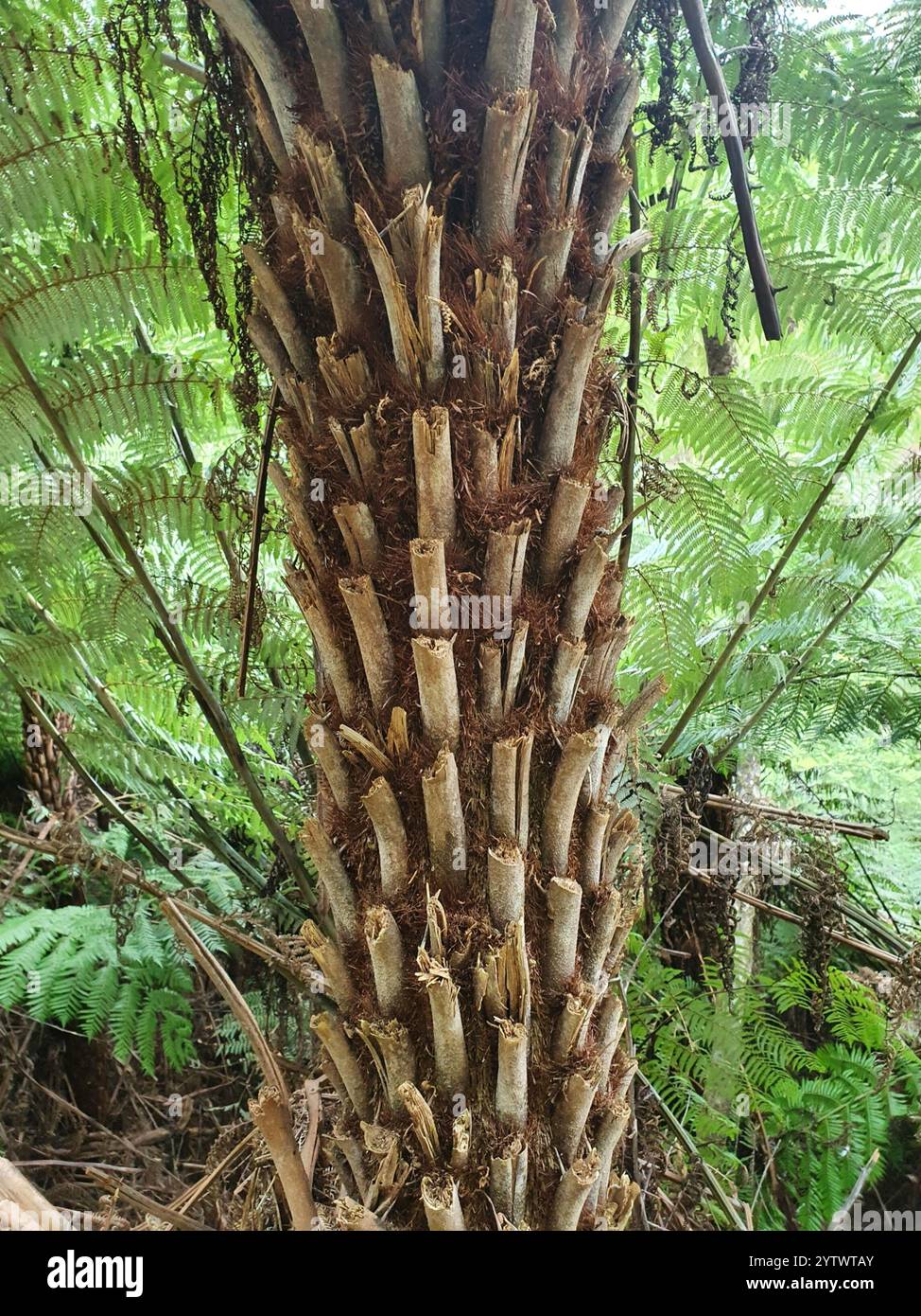 silver fern (Cyathea dealbata Stock Photo - Alamy