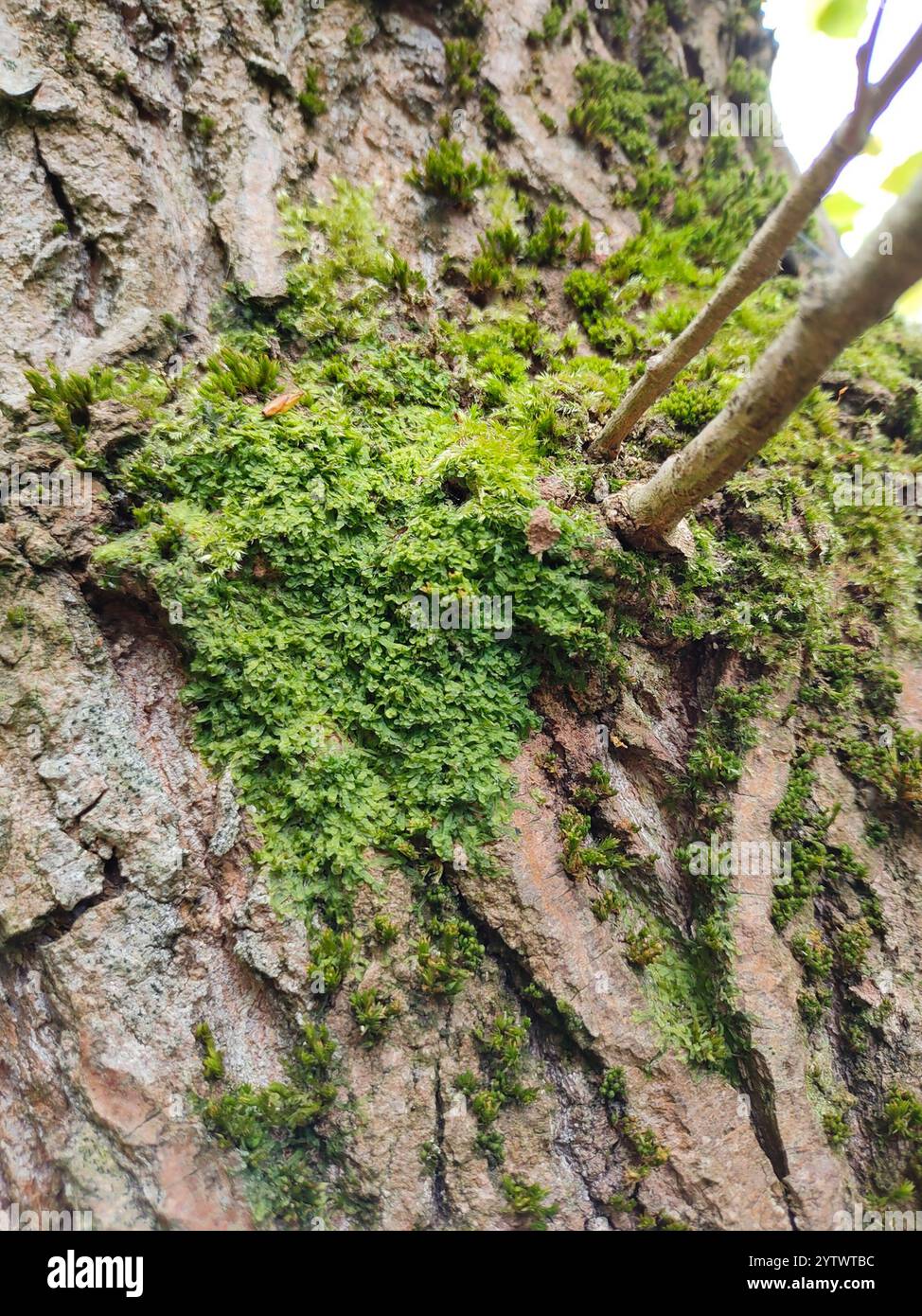 Radula complanata hi-res stock photography and images - Alamy