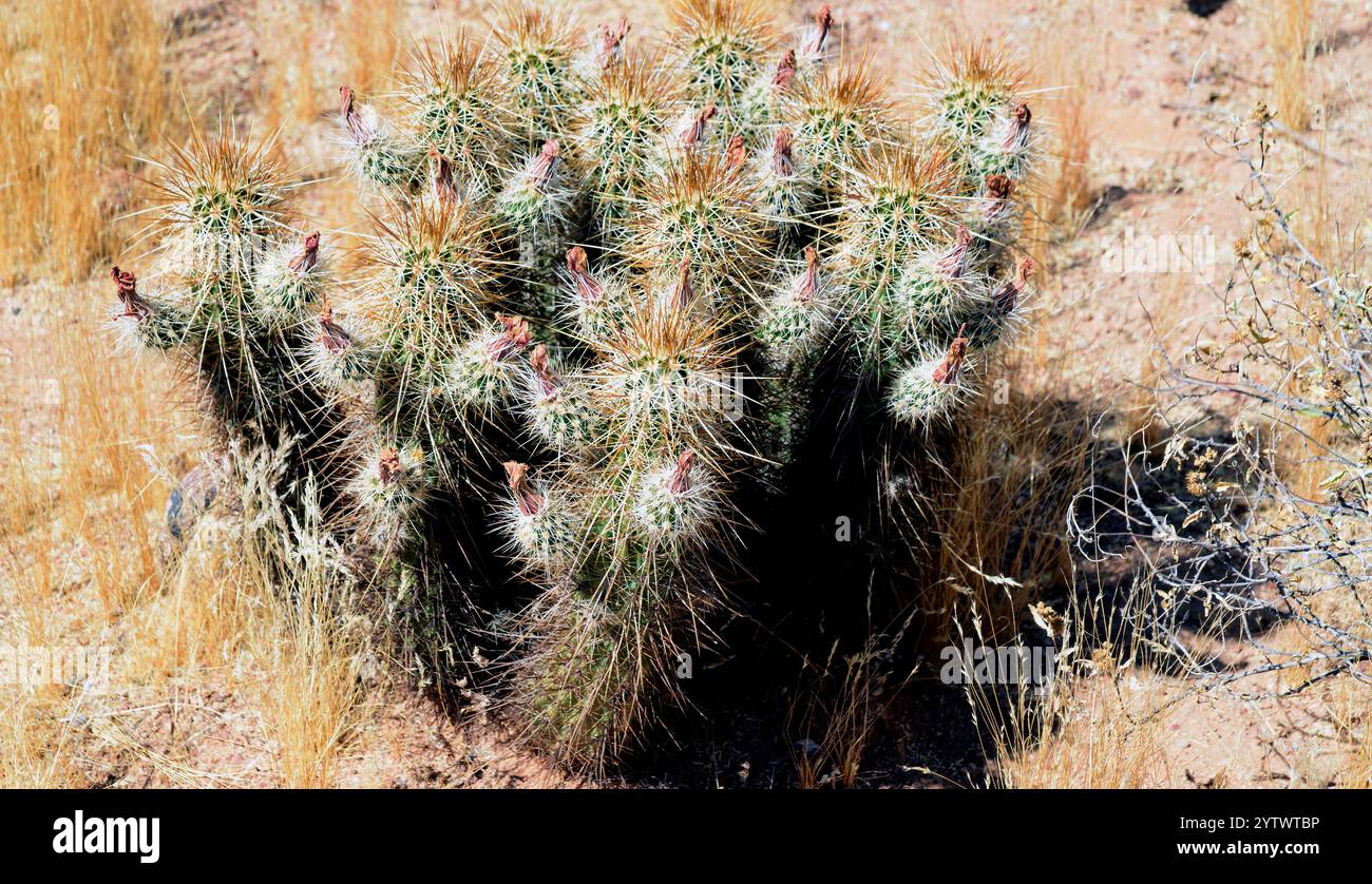 Hedge Hog cactus in the spring Arizona desert Stock Photo - Alamy