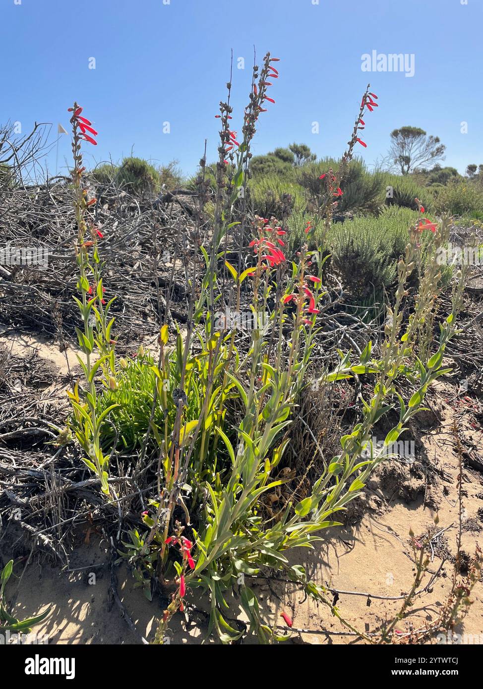 scarlet bugler (Penstemon centranthifolius Stock Photo - Alamy