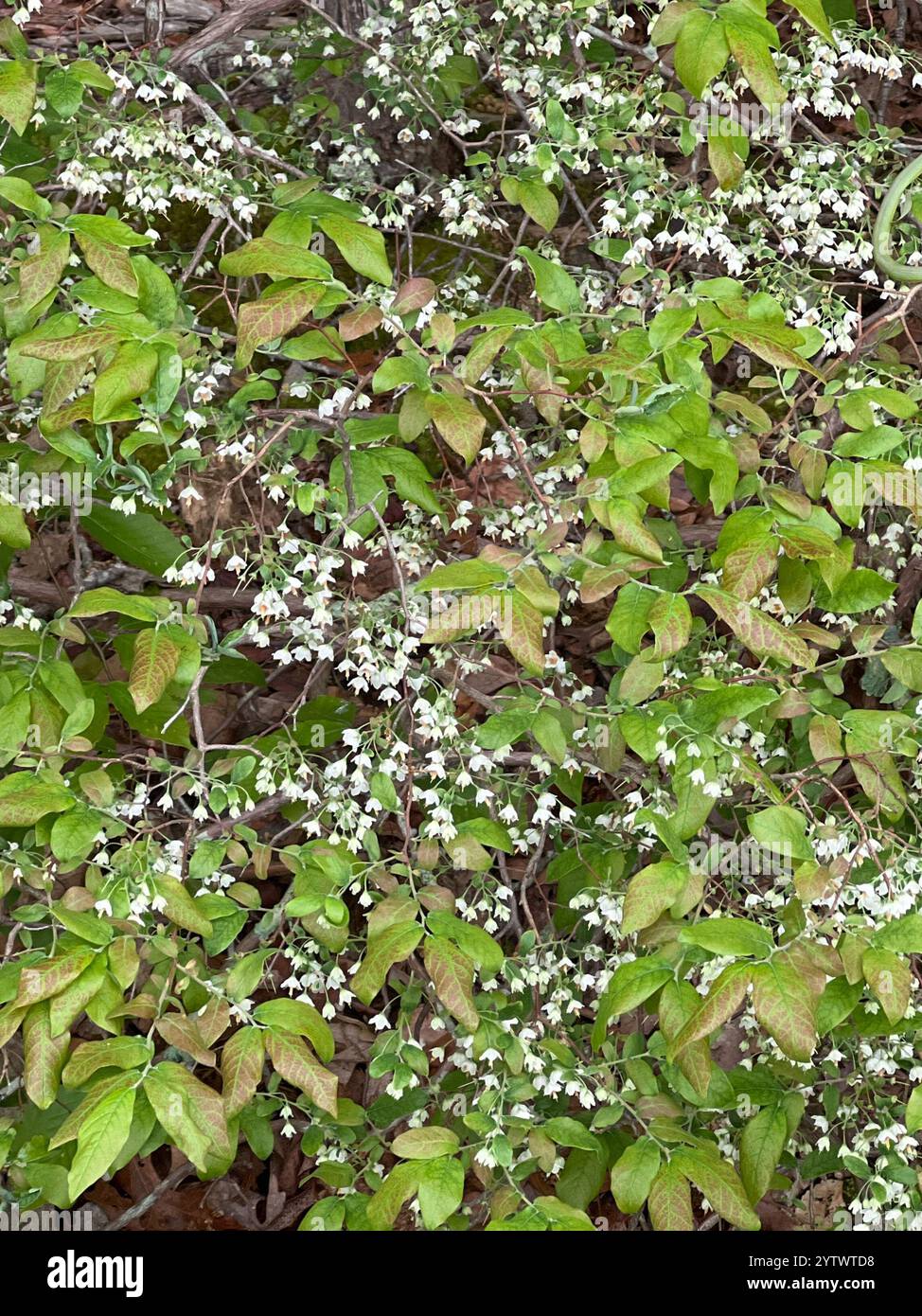 Deerberry hi-res stock photography and images - Alamy