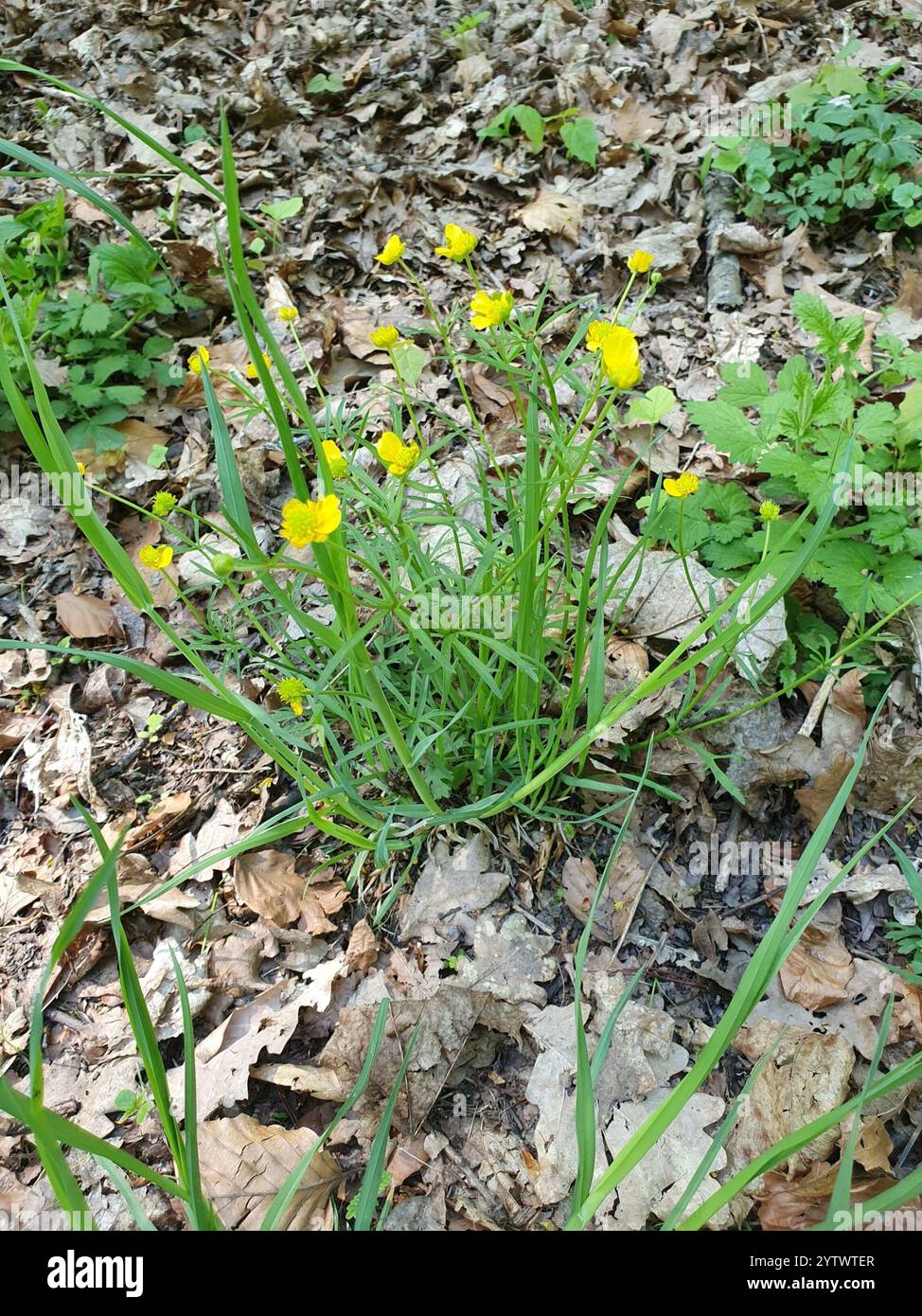 Goldilocks Buttercup (Ranunculus auricomus Stock Photo - Alamy