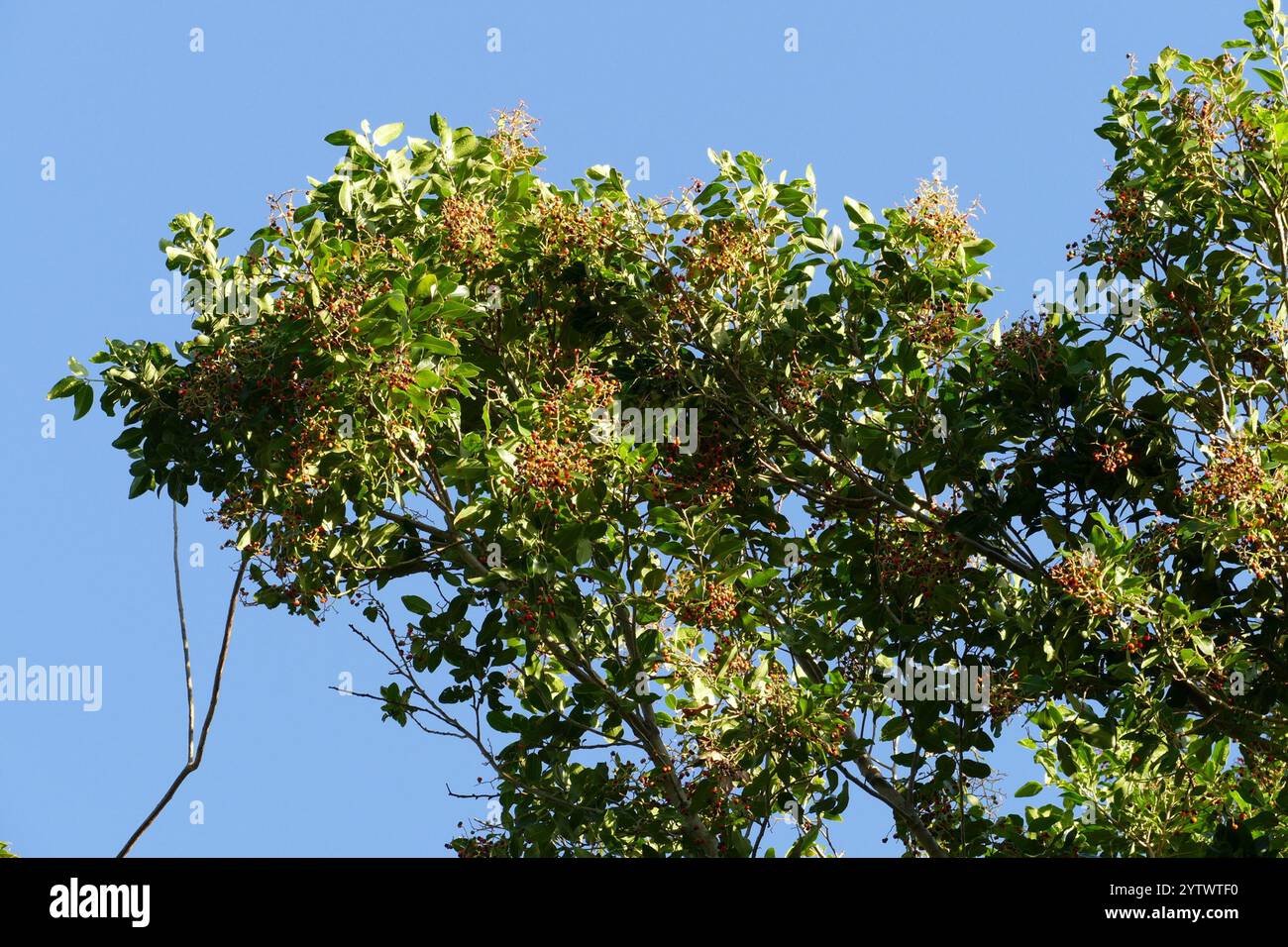 Apodytes dimidiata hi-res stock photography and images - Alamy