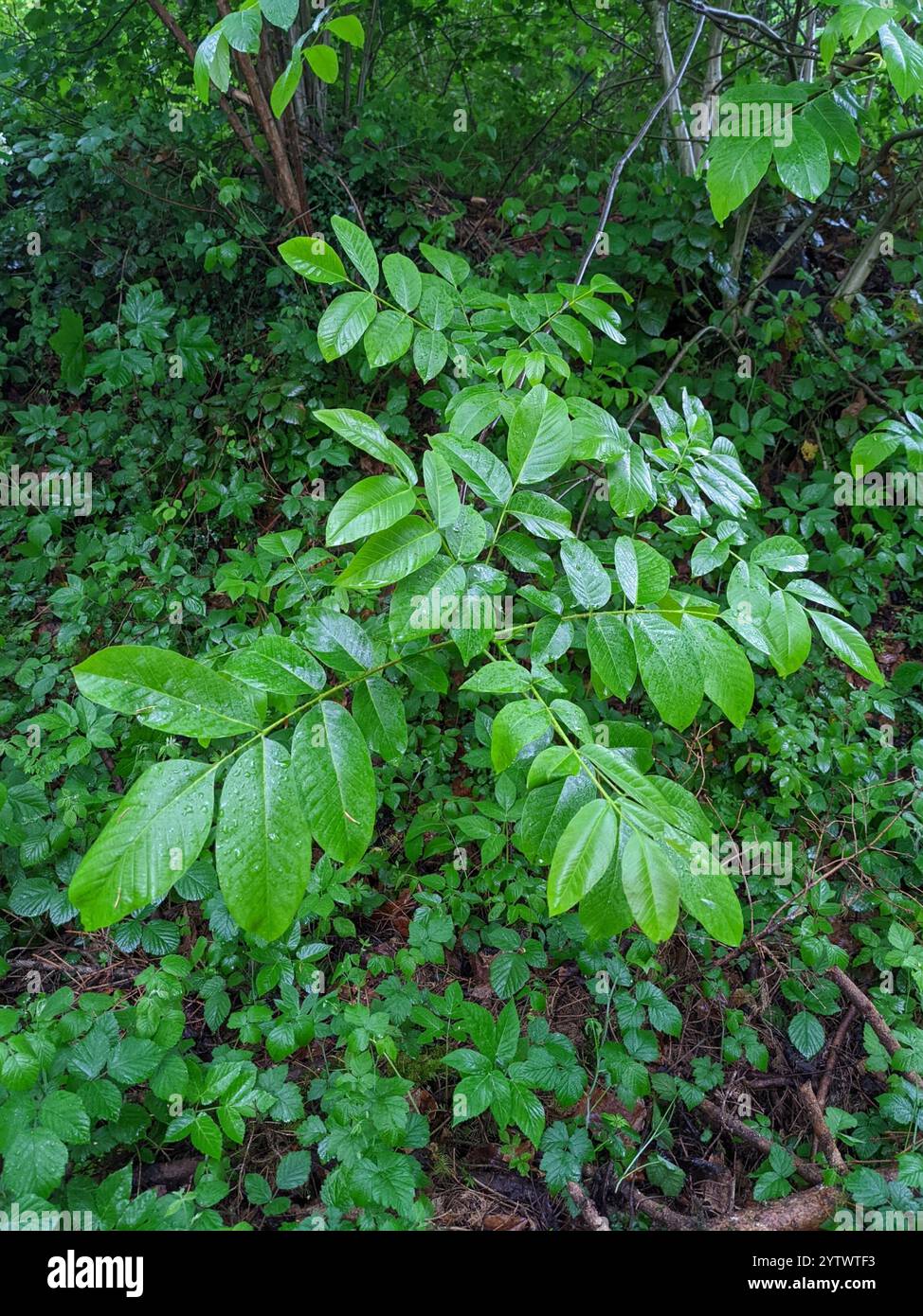 Persian walnut (Juglans regia Stock Photo - Alamy