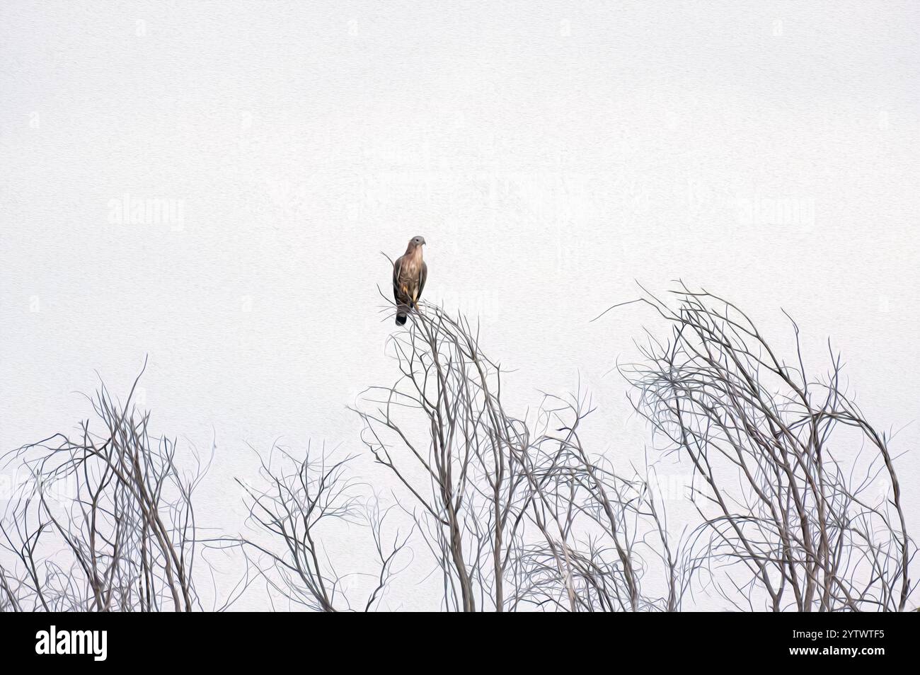 Jungle vision hi-res stock photography and images - Alamy