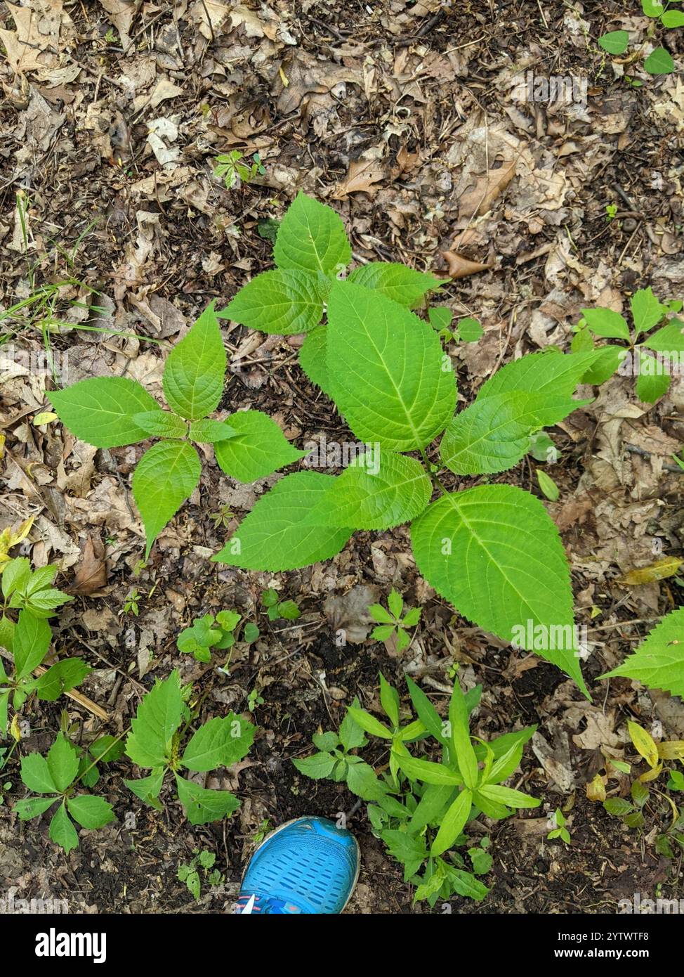 citronella horse balm (Collinsonia canadensis Stock Photo - Alamy