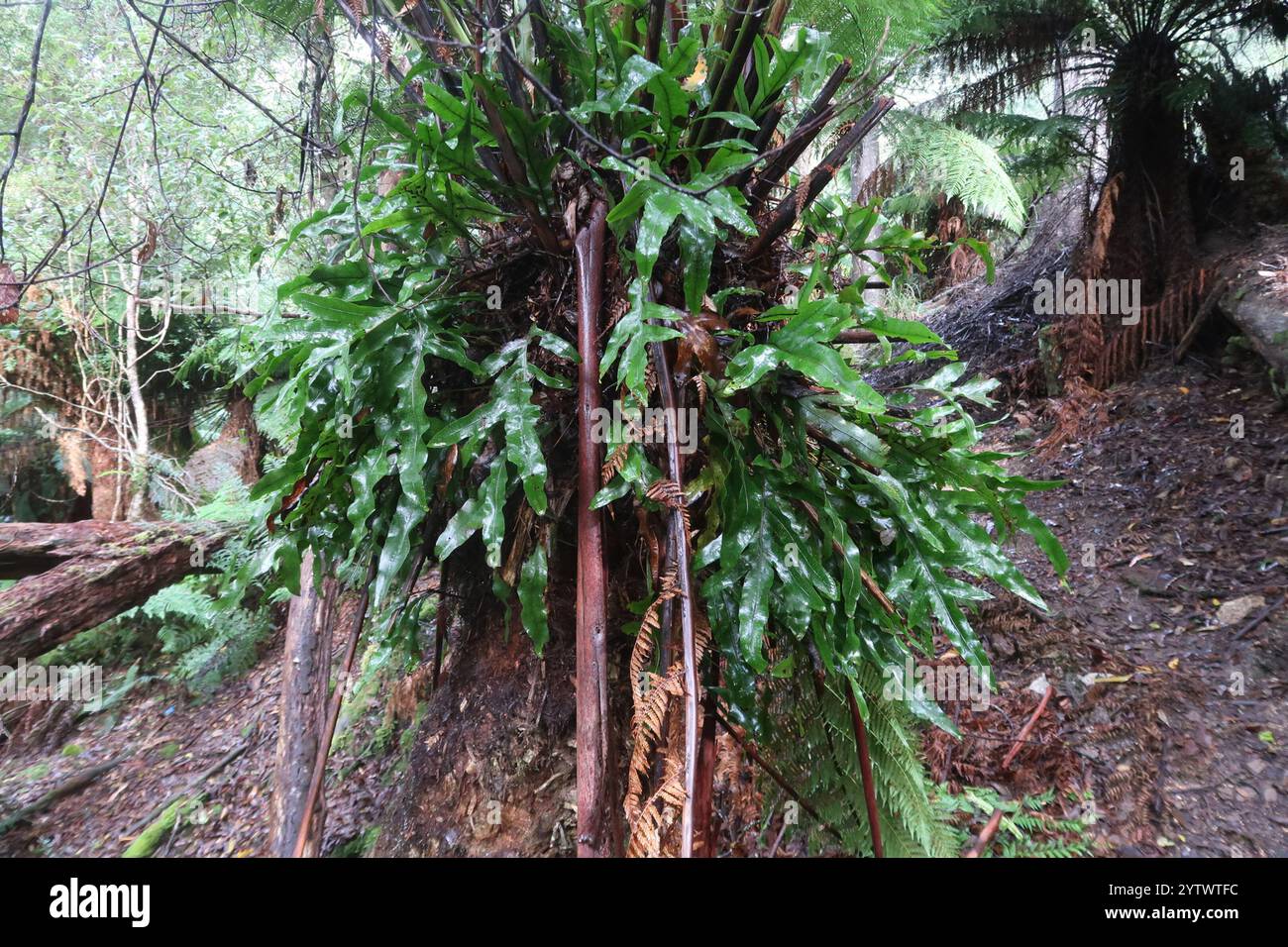 Kangaroo Fern (Microsorum pustulatum pustulatum Stock Photo - Alamy