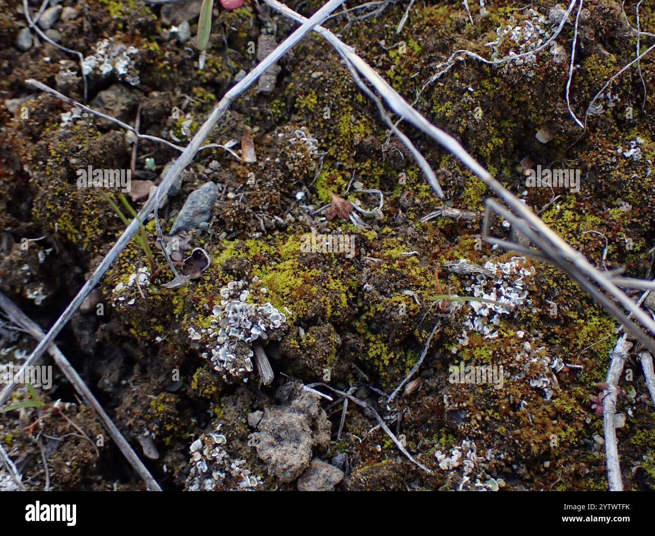 (Tortula muralis obtusifolia Stock Photo - Alamy