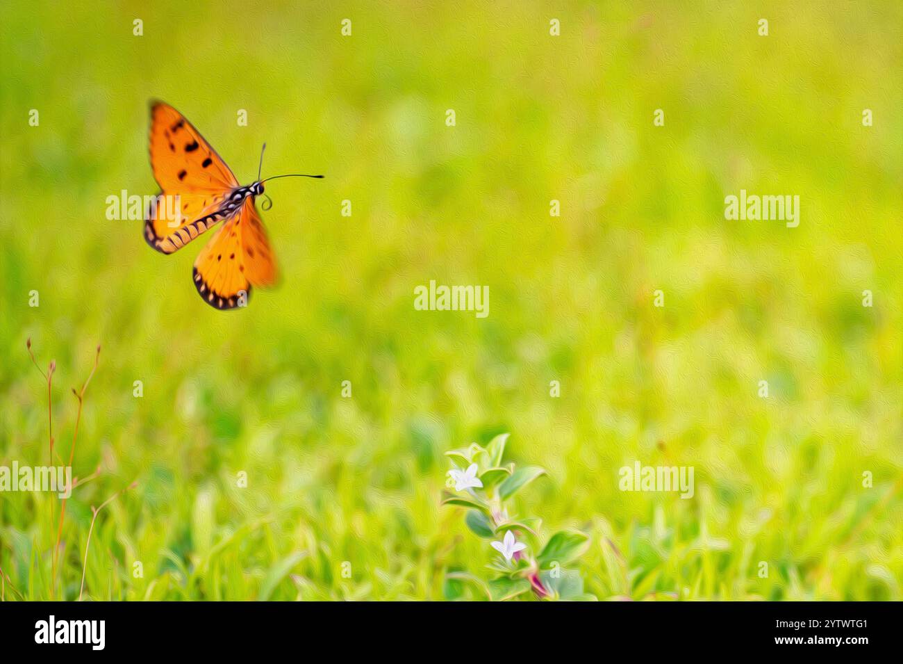 Tawny colour hi-res stock photography and images - Alamy