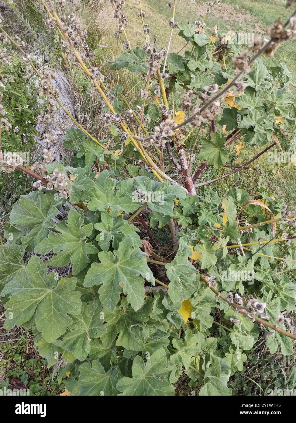 Tree Mallow (Malva arborea Stock Photo - Alamy