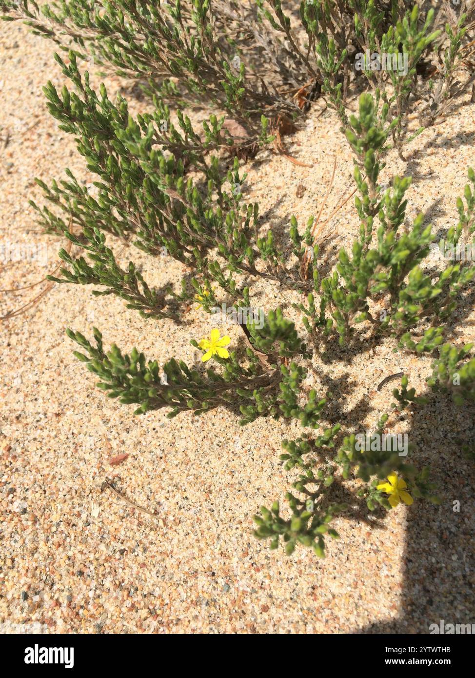 woolly beachheather (Hudsonia tomentosa Stock Photo - Alamy