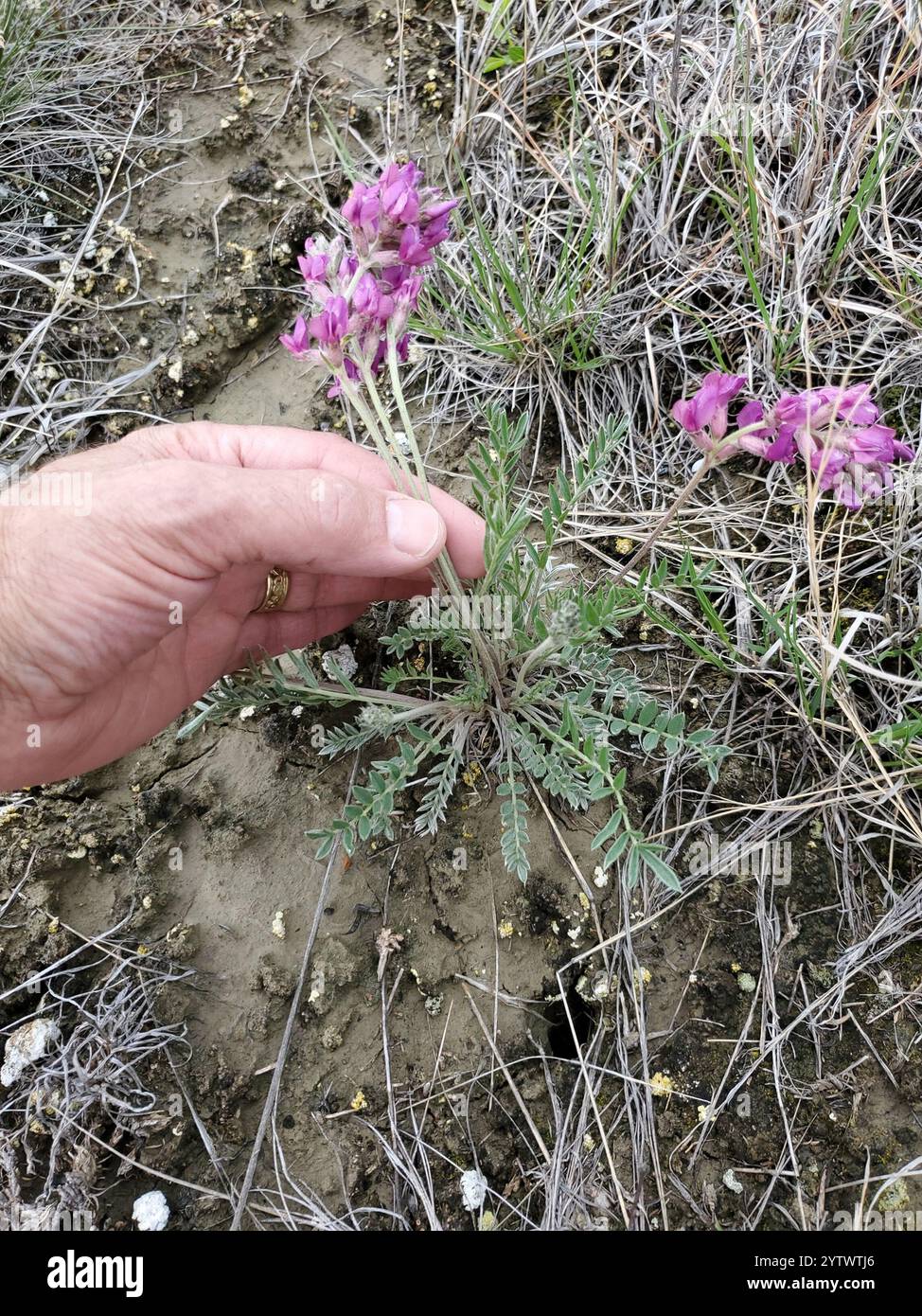 Lambert's Locoweed (Oxytropis lambertii Stock Photo - Alamy