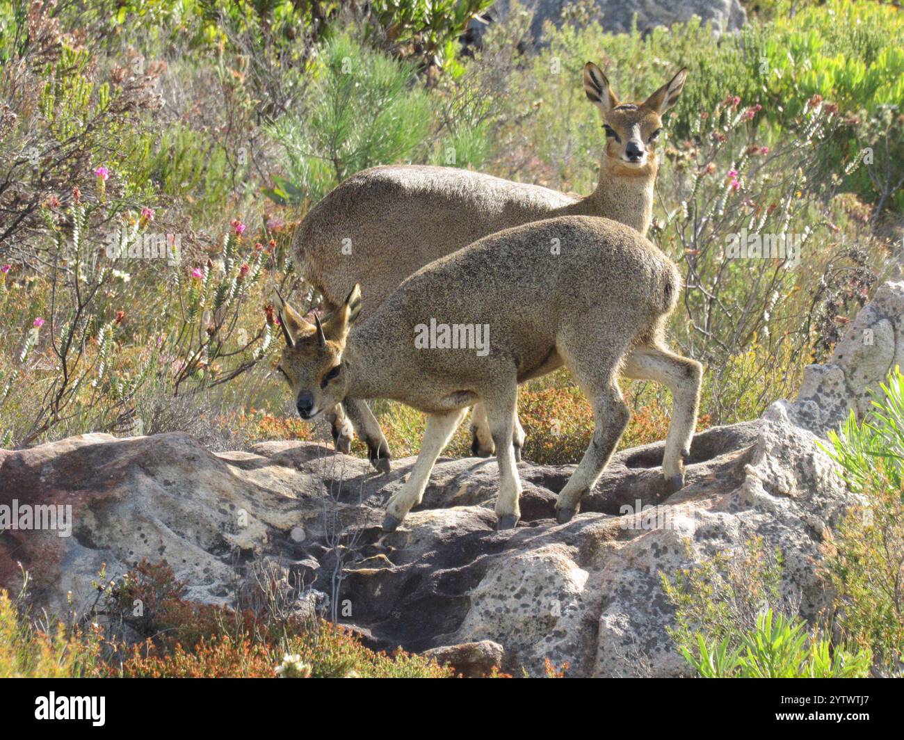 Cape Klipspringer (Oreotragus oreotragus oreotragus Stock Photo - Alamy