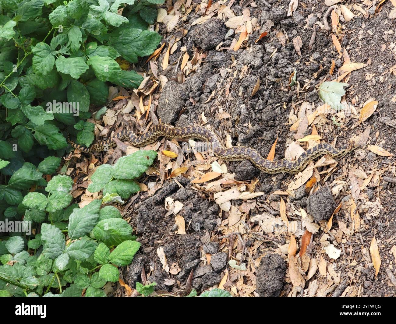 Pacific Gopher Snake (Pituophis catenifer catenifer Stock Photo - Alamy