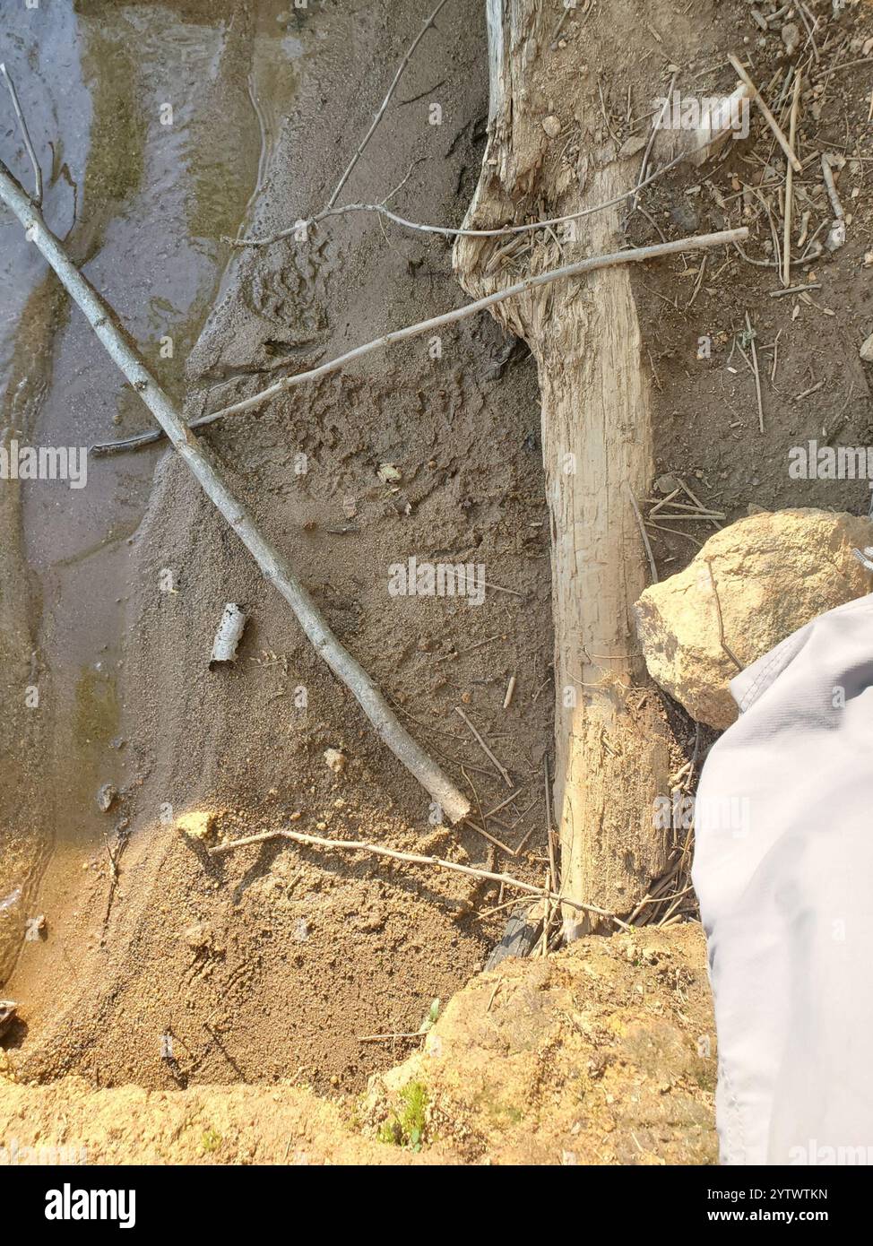 Northern Cricket Frog (Acris crepitans Stock Photo - Alamy