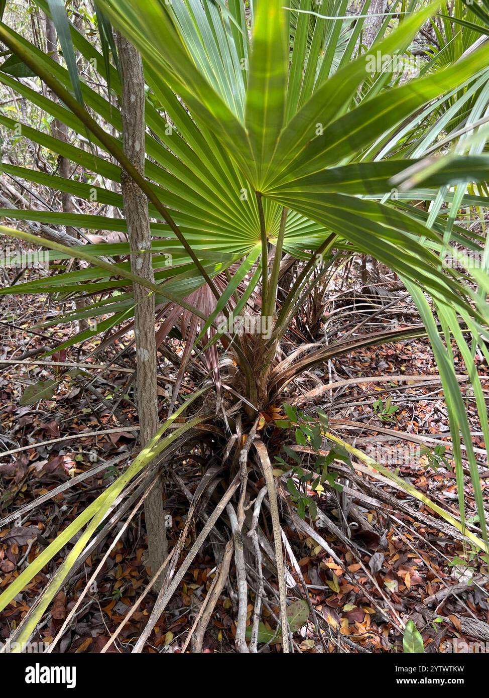 Silver Thatch Palm (Coccothrinax alta Stock Photo - Alamy