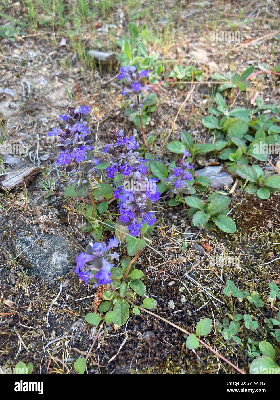 carpet bugle (Ajuga reptans Stock Photo - Alamy