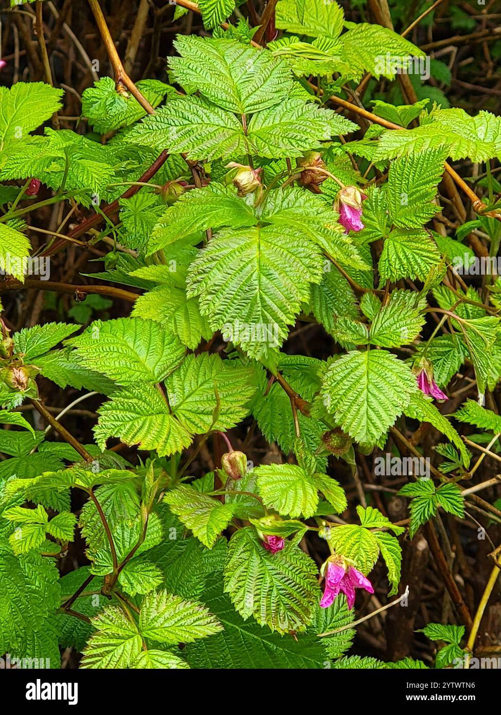 Salmonberry (Rubus spectabilis Stock Photo - Alamy