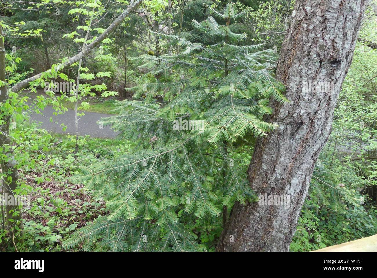 grand fir (Abies grandis Stock Photo - Alamy