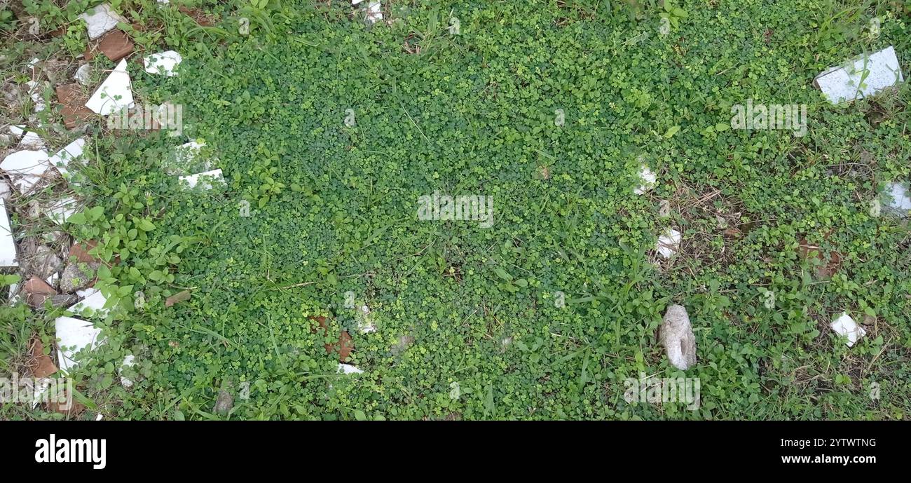 creeping tick trefoil (Grona triflora Stock Photo - Alamy