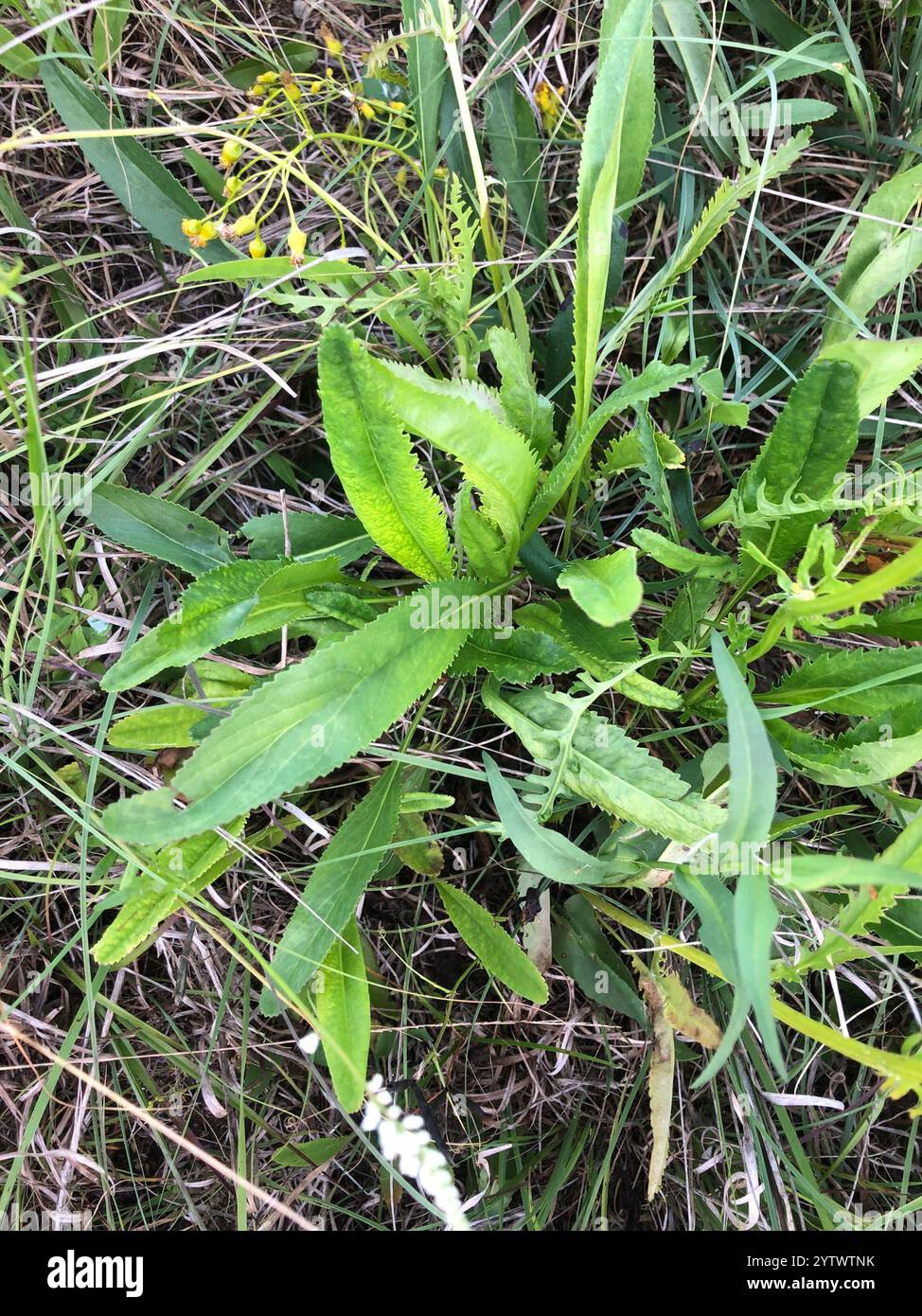 Small's ragwort (Packera anonyma Stock Photo - Alamy