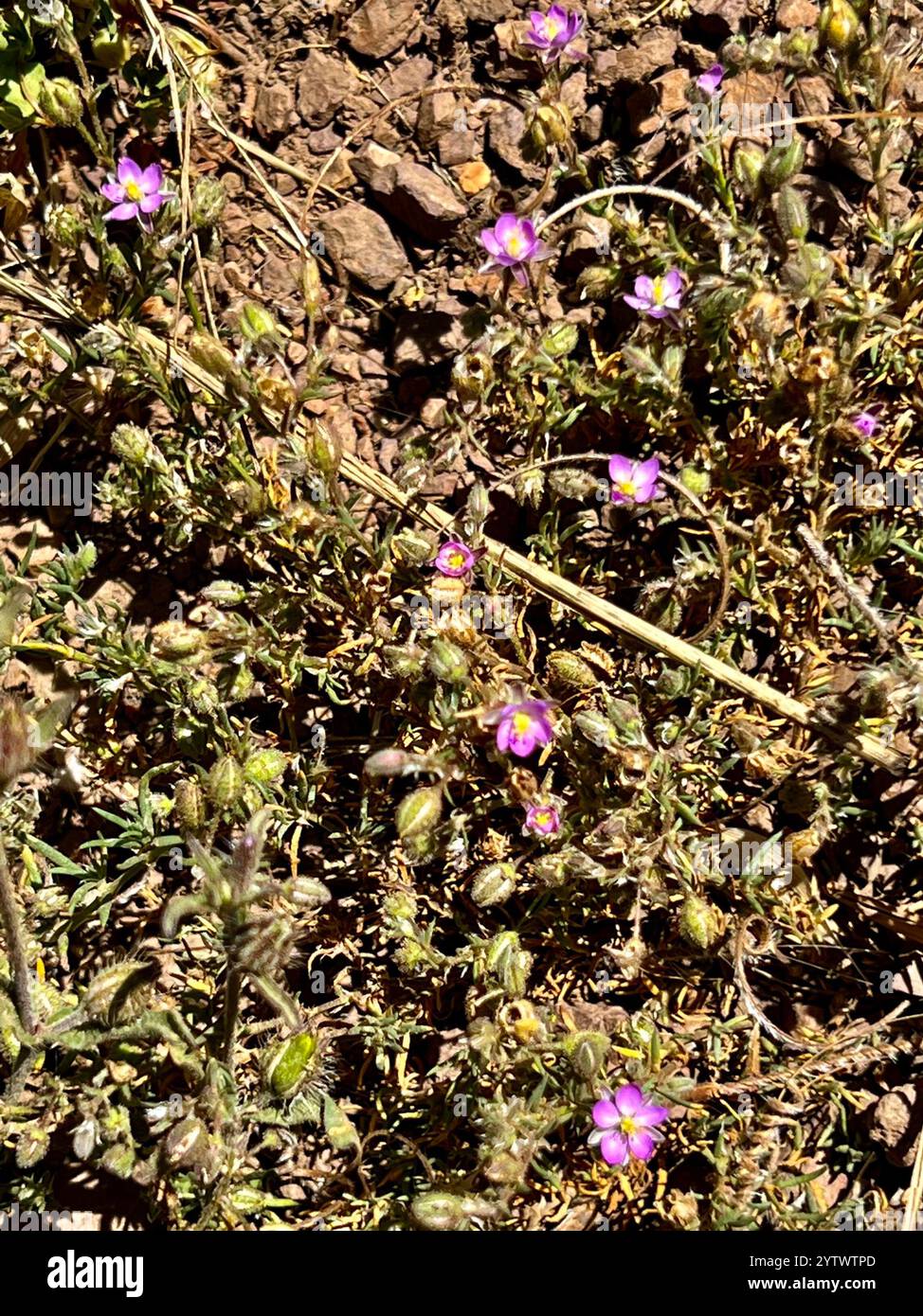 Red Sand Spurrey (Spergularia rubra Stock Photo - Alamy