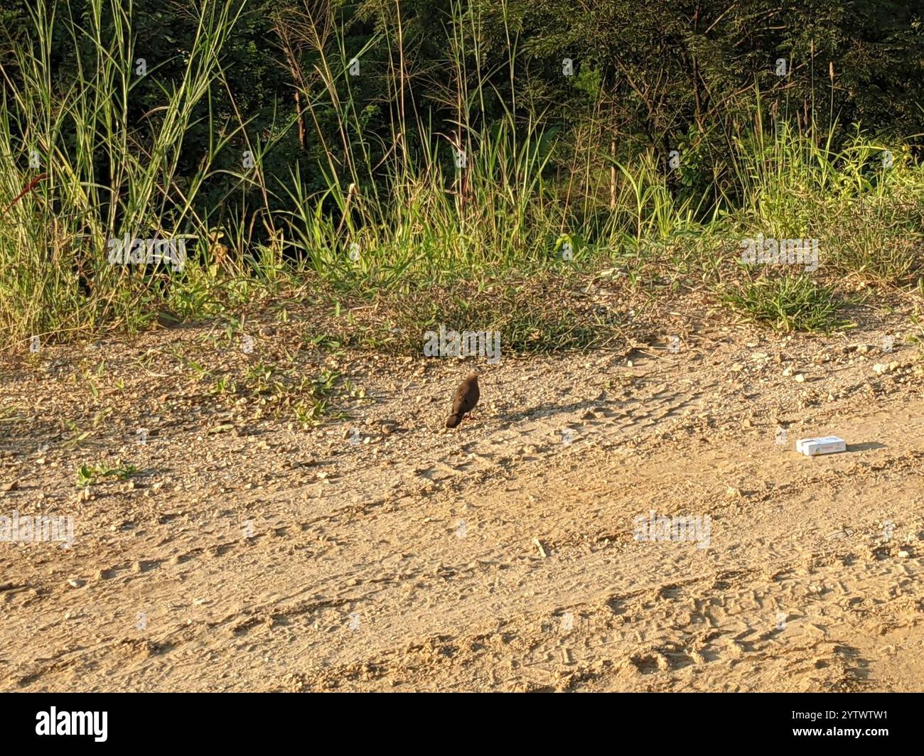Blue spotted wood dove turtur afer hi-res stock photography and images ...