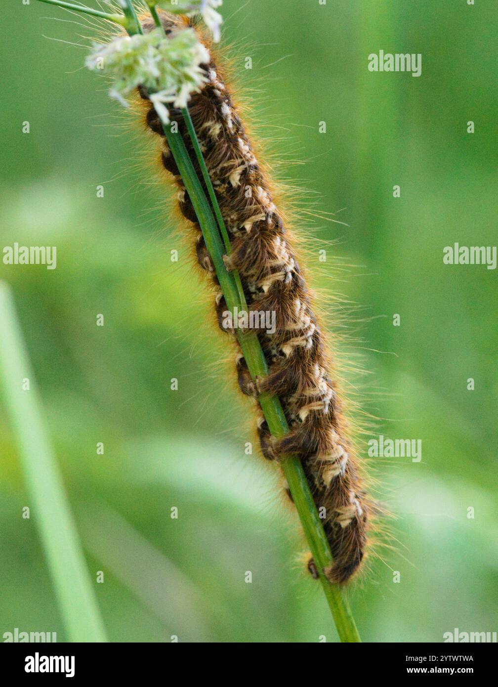 Drinker Moth (Euthrix potatoria Stock Photo - Alamy