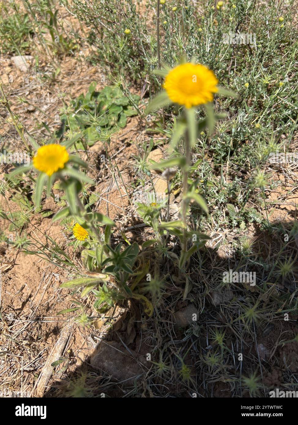 Spiny Starwort (Pallenis spinosa Stock Photo - Alamy