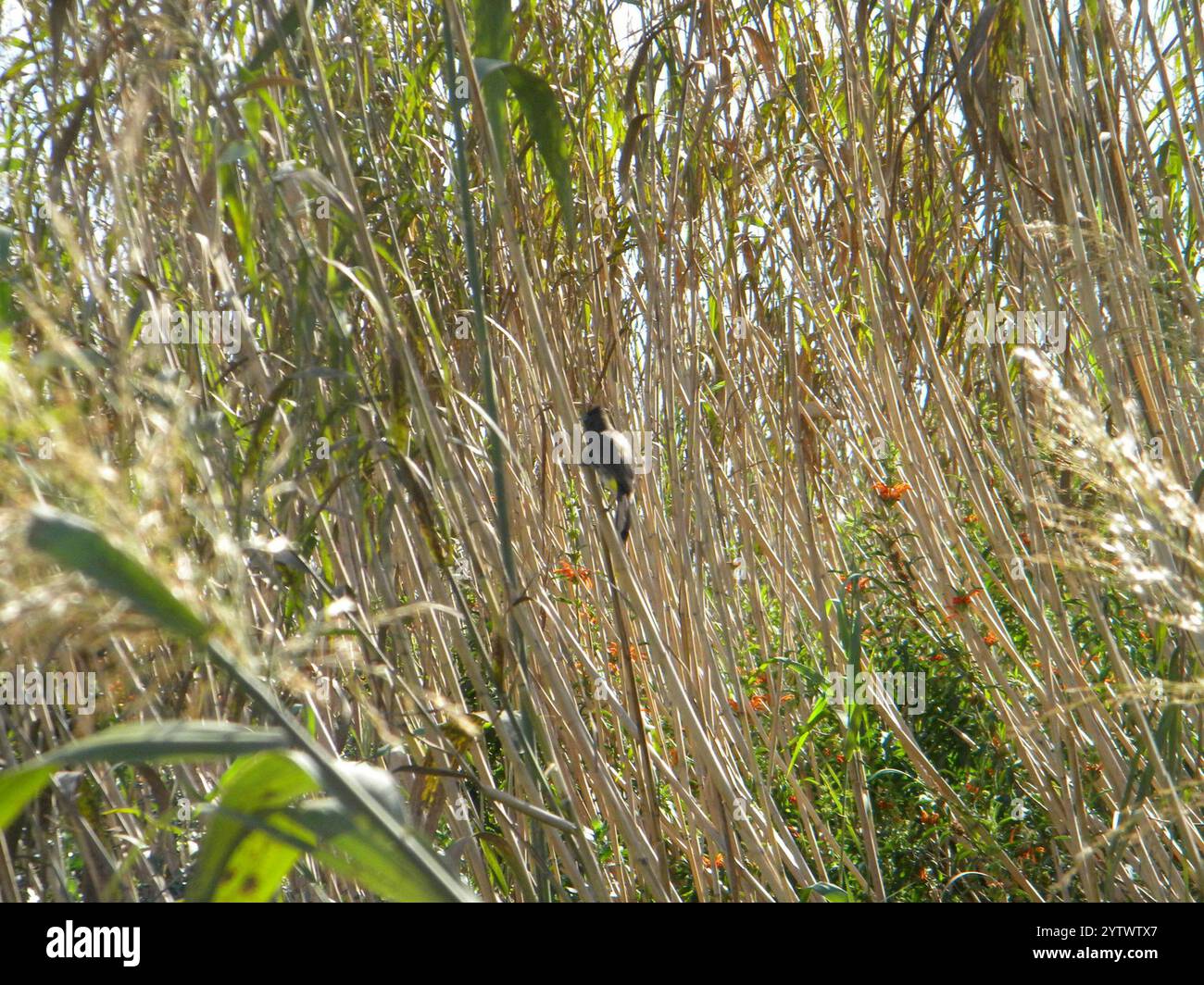 Cape Bulbul (Pycnonotus capensis Stock Photo - Alamy