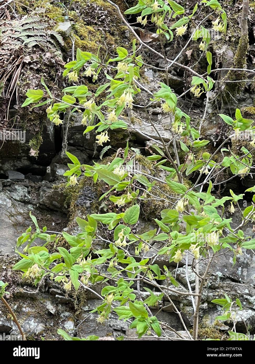 American fly-honeysuckle (Lonicera canadensis Stock Photo - Alamy
