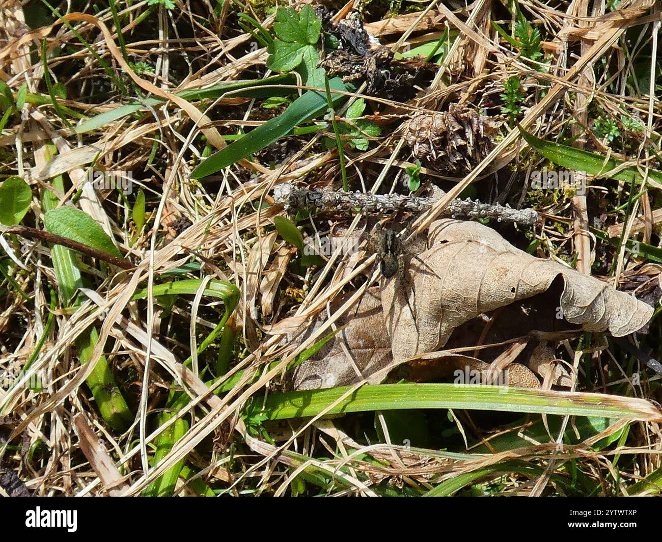 Thin-legged Wolf Spiders (Pardosa Stock Photo - Alamy