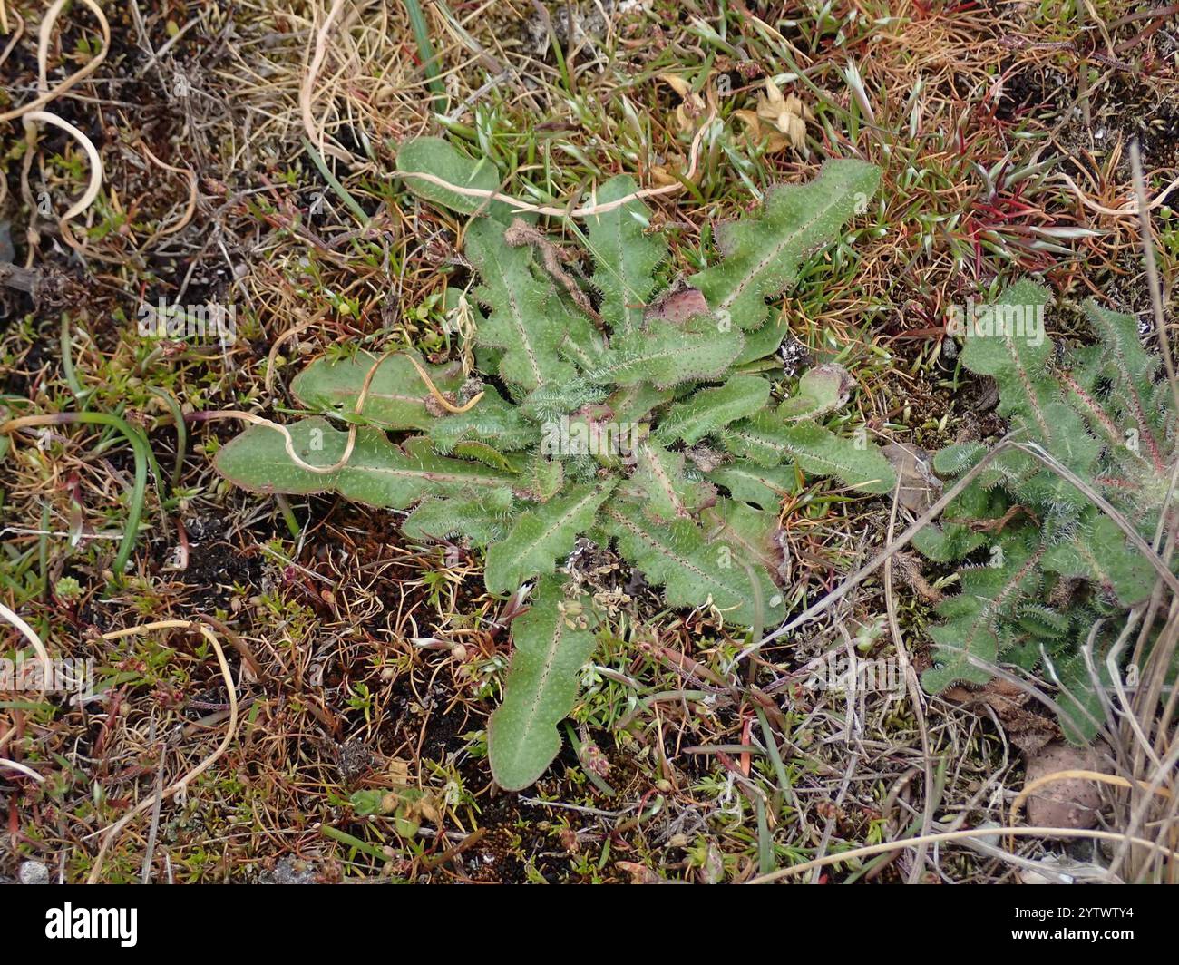 Common Cat's-ear (Hypochaeris radicata Stock Photo - Alamy